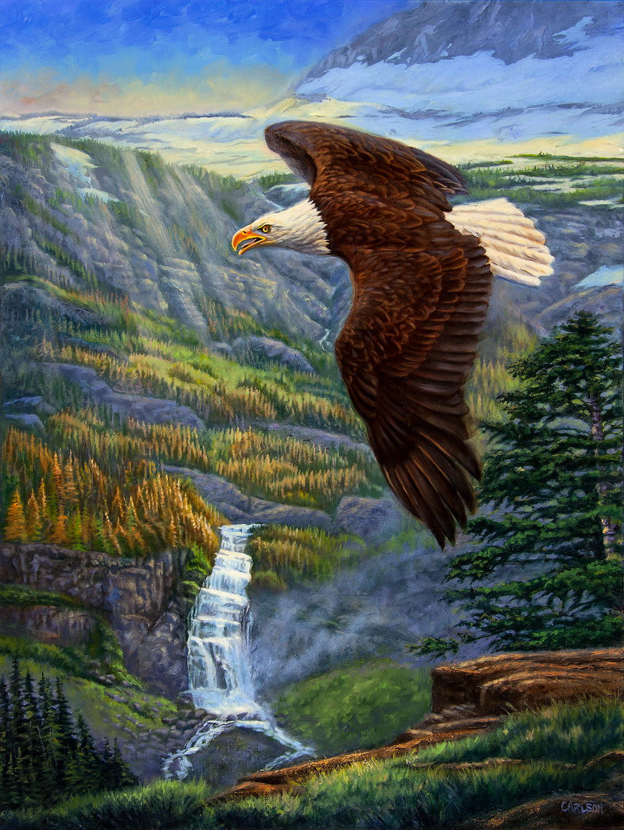 bald-eagle in Flight Limited Edition Canvas Print by Artist Cory ...